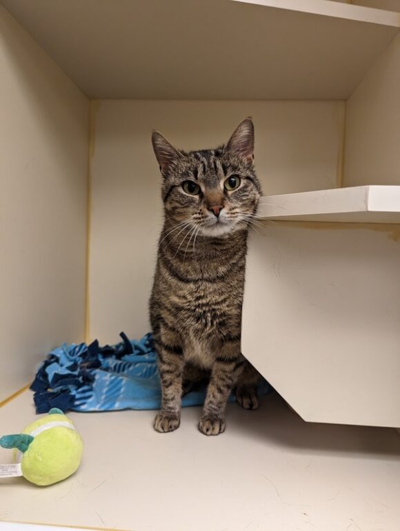 Find Your Perfect Companion: Dogs, Cats, and More For Adoption in the ...