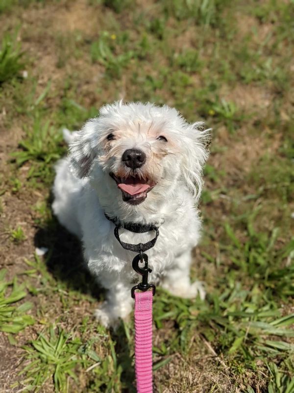 Check Out This Week's List Of Pets For Adoption In and Around Concord ...