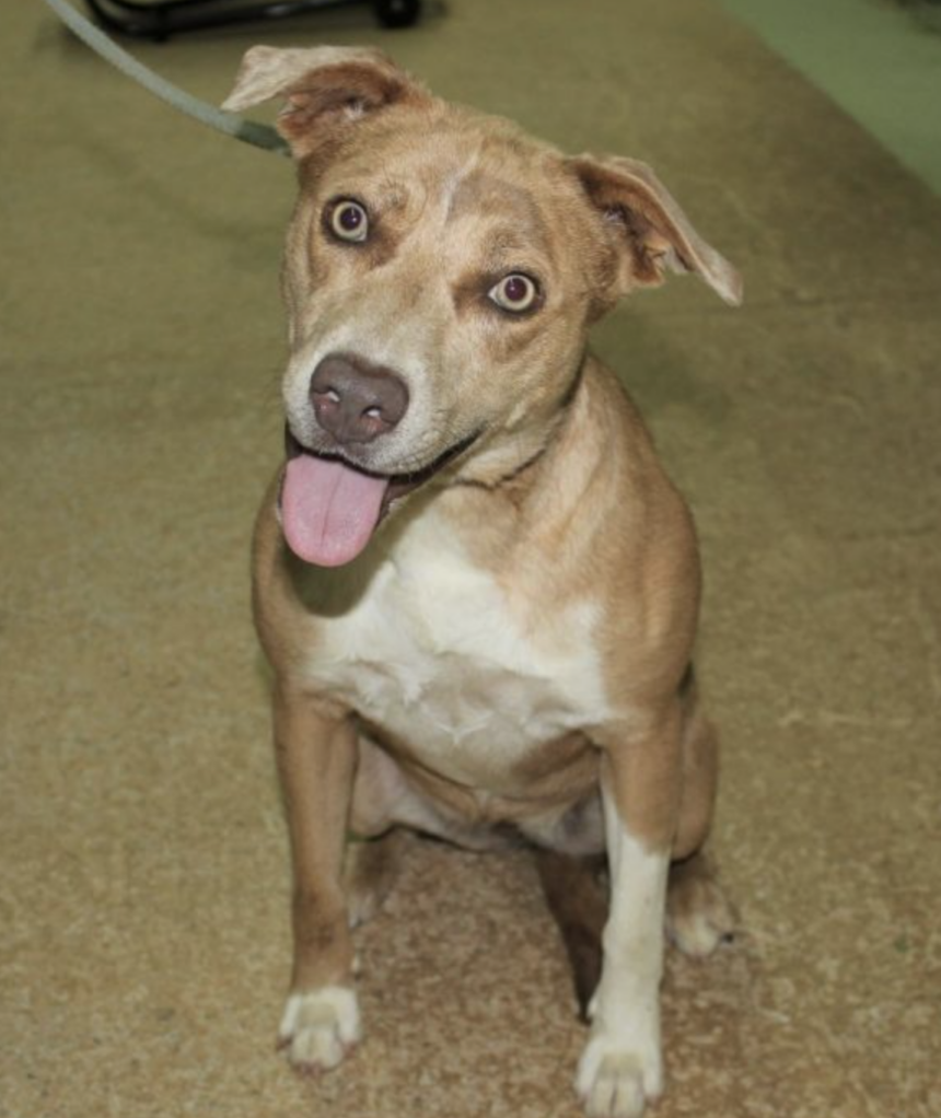 Finding Your Perfect Companion: Adoptable Pets in Concord, NH - The ...