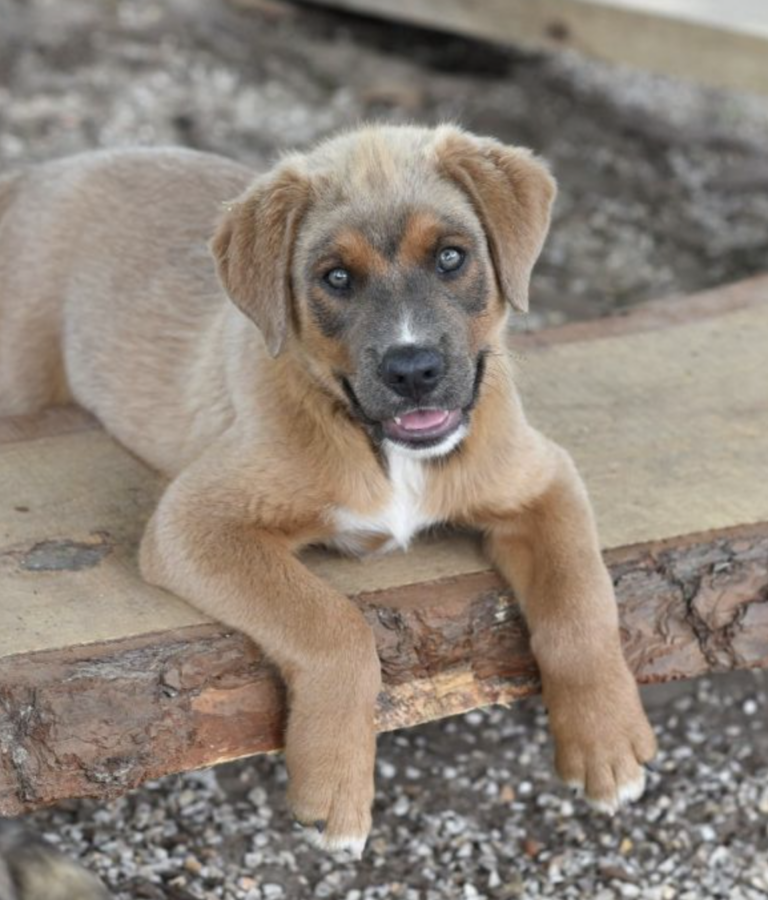 Finding Your Perfect Companion: Adoptable Pets in Concord, NH - The ...
