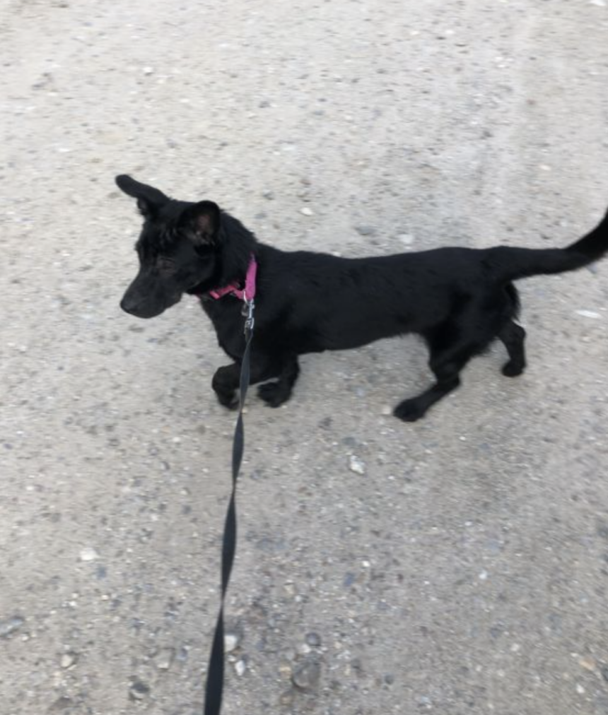 Finding Your Perfect Companion: Adoptable Pets in Concord, NH - The ...