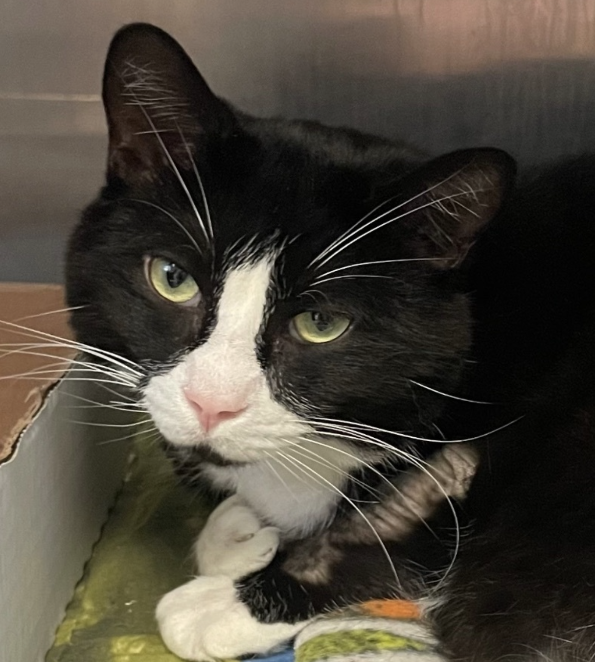 Finding Your Perfect Companion: Adoptable Pets in Concord, NH - The ...