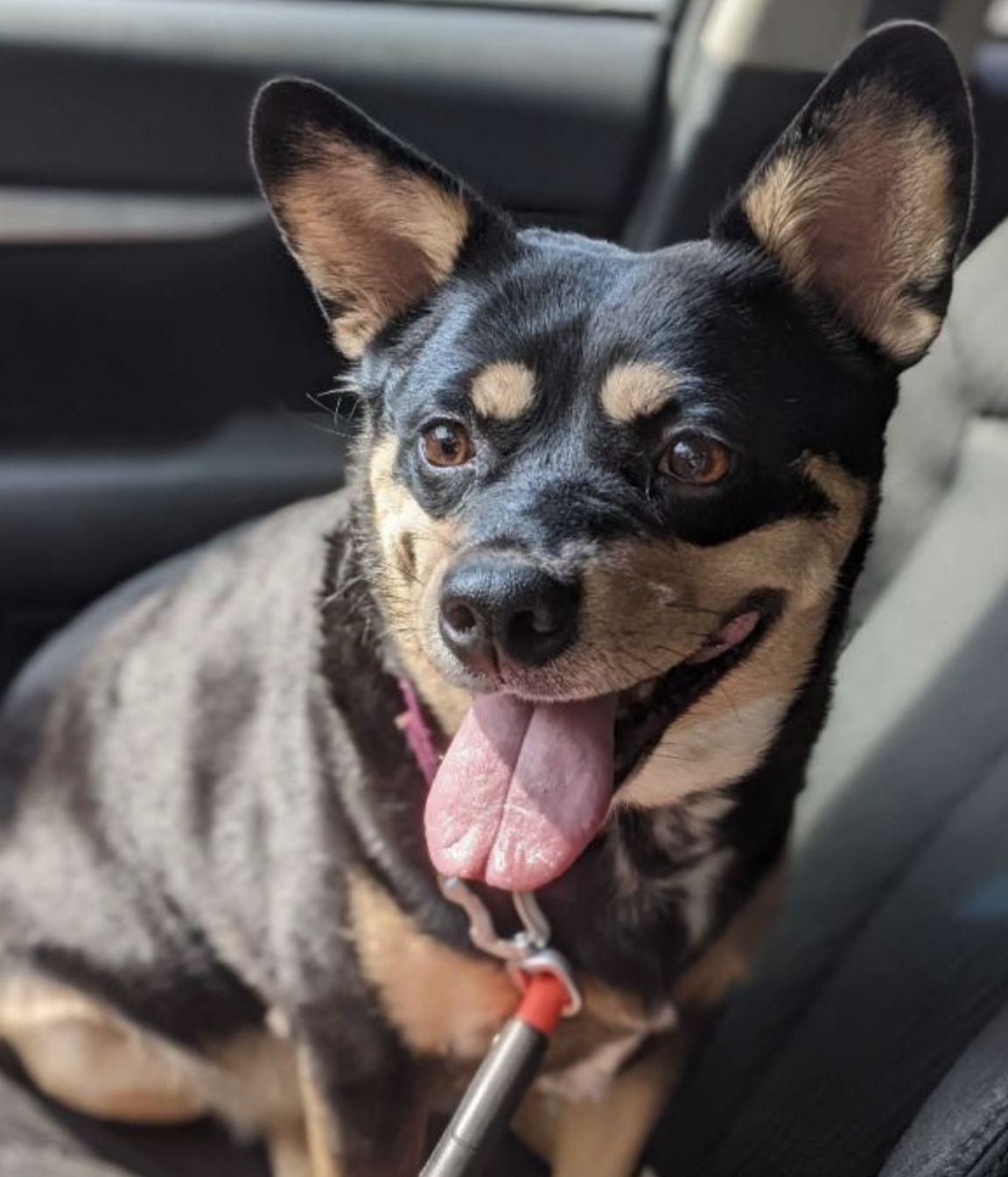 Finding Your Perfect Companion: Adoptable Pets in Concord, NH - The ...
