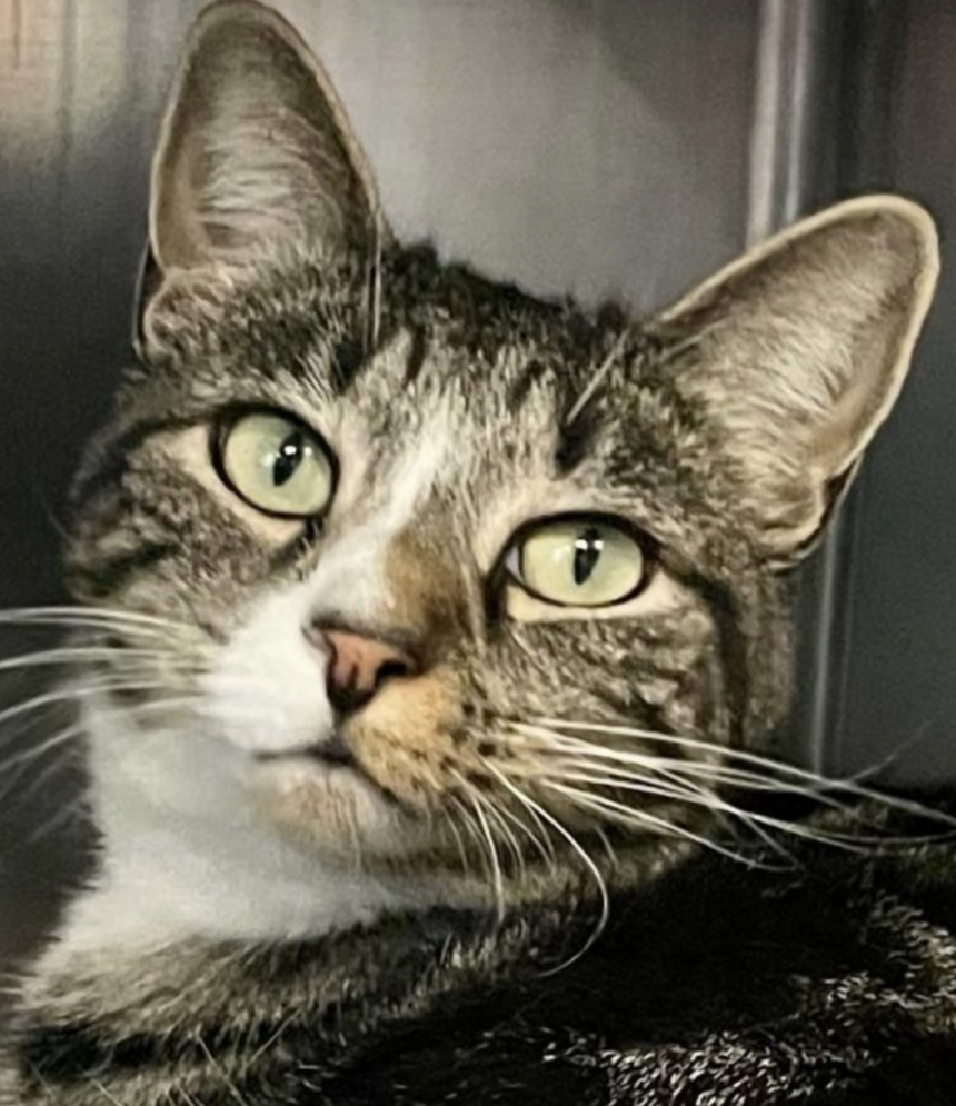 Finding Your Perfect Companion: Adoptable Pets in Concord, NH - The ...